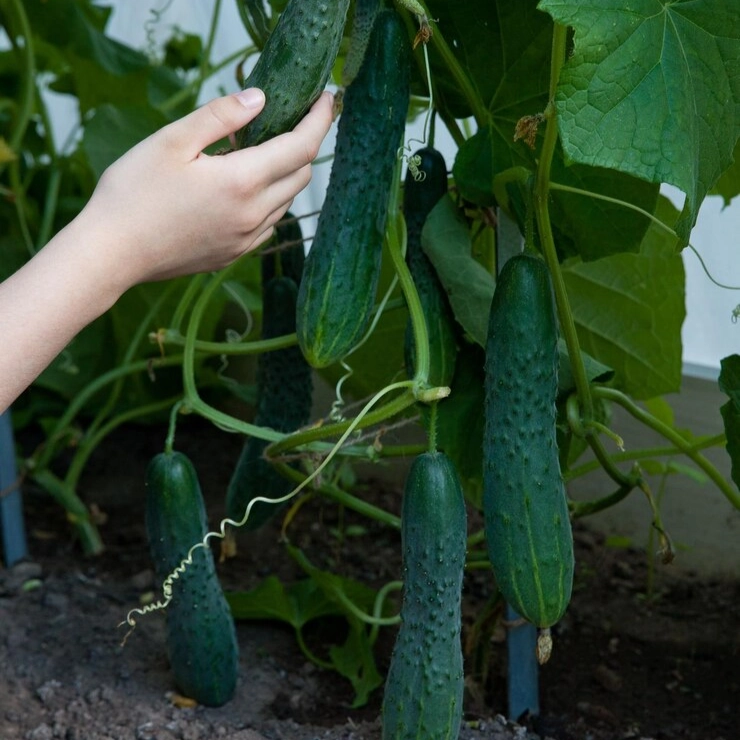 How to grow cucumbers in a greenhouse(Ultimate Guide) - Aosom